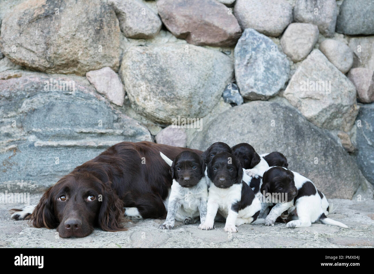 Springer Spaniel and puppies Stock Photo - Alamy