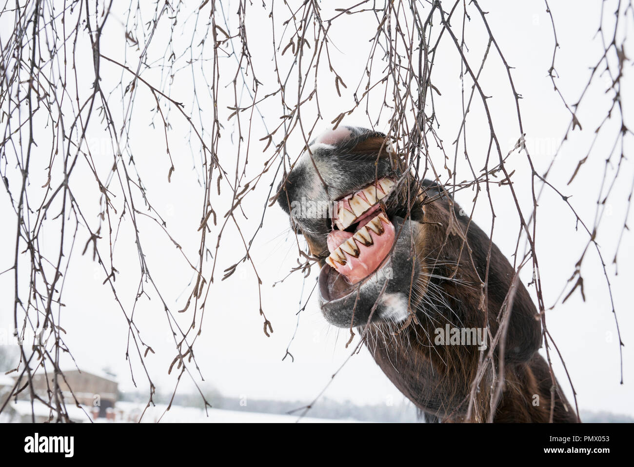 Donkey biting branches Stock Photo - Alamy