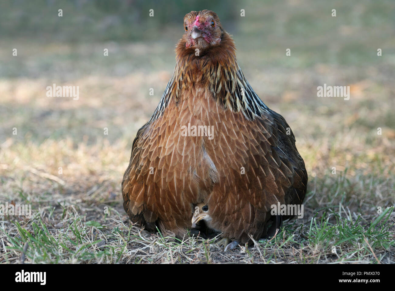 Mother chicken protecting baby chick Stock Photo - Alamy