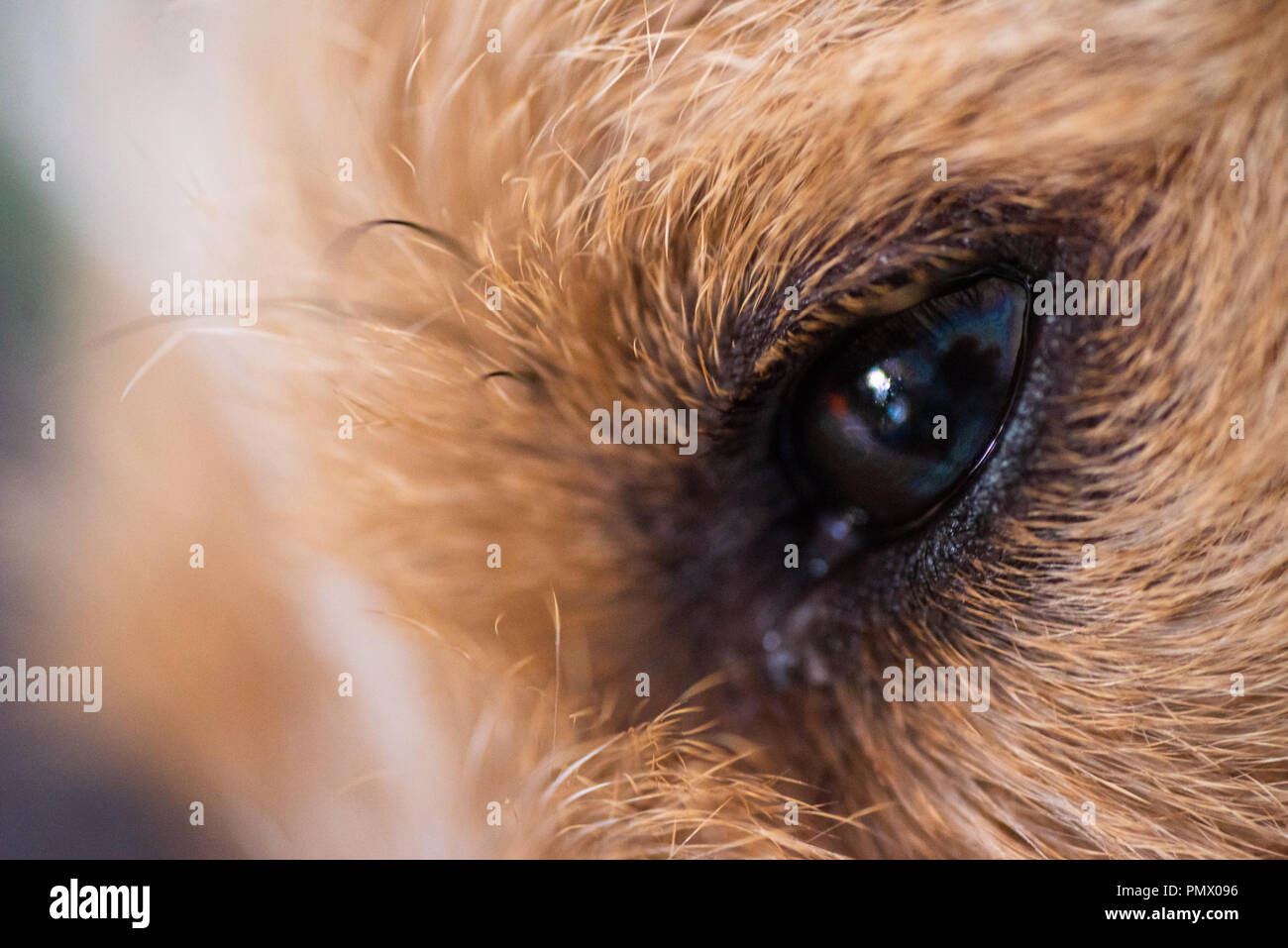 Sad dog laying on sofa hi-res stock photography and images - Alamy