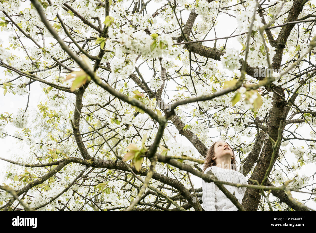 Girl climbing spring apple blossom tree Stock Photo - Alamy