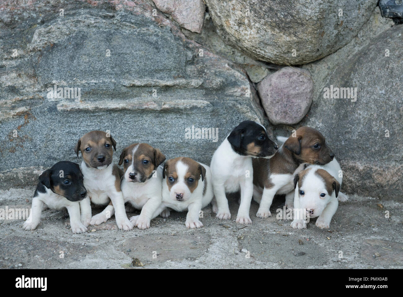 Cute Jack Russell Terrier puppies in a row Stock Photo - Alamy