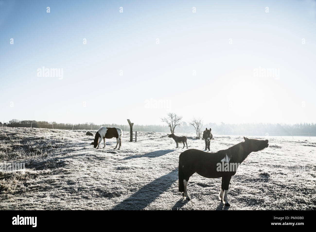 Frozen horses scene hi-res stock photography and images - Alamy