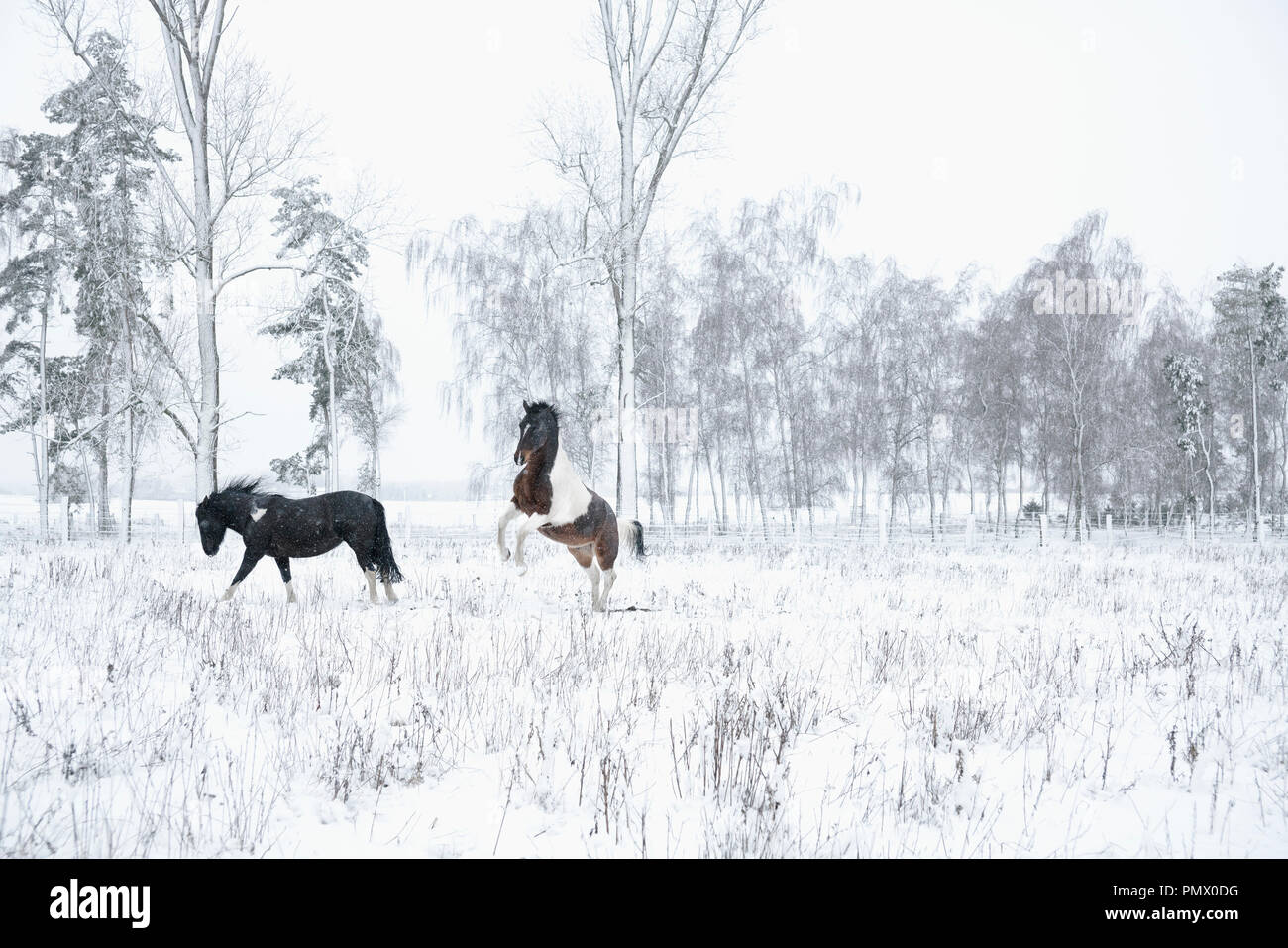 Playful nature scene hi-res stock photography and images - Alamy