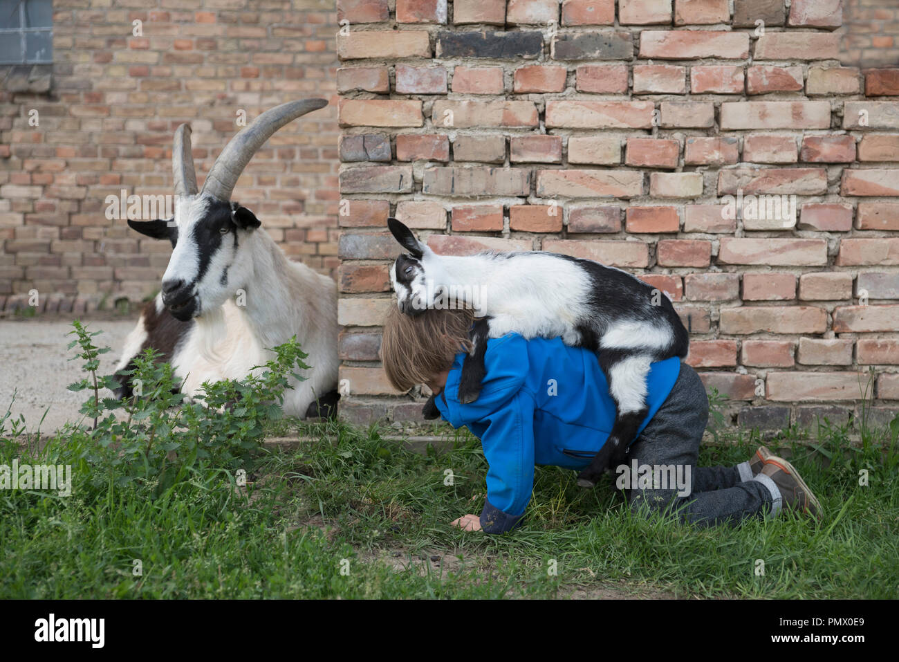 Goat on top of girl Stock Photo - Alamy