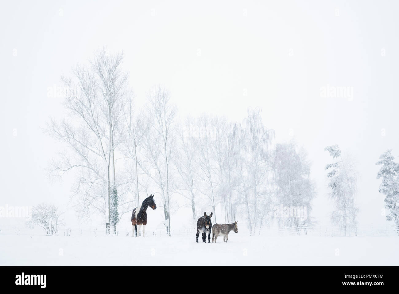 Donkeys in winter landscape hi-res stock photography and images - Alamy
