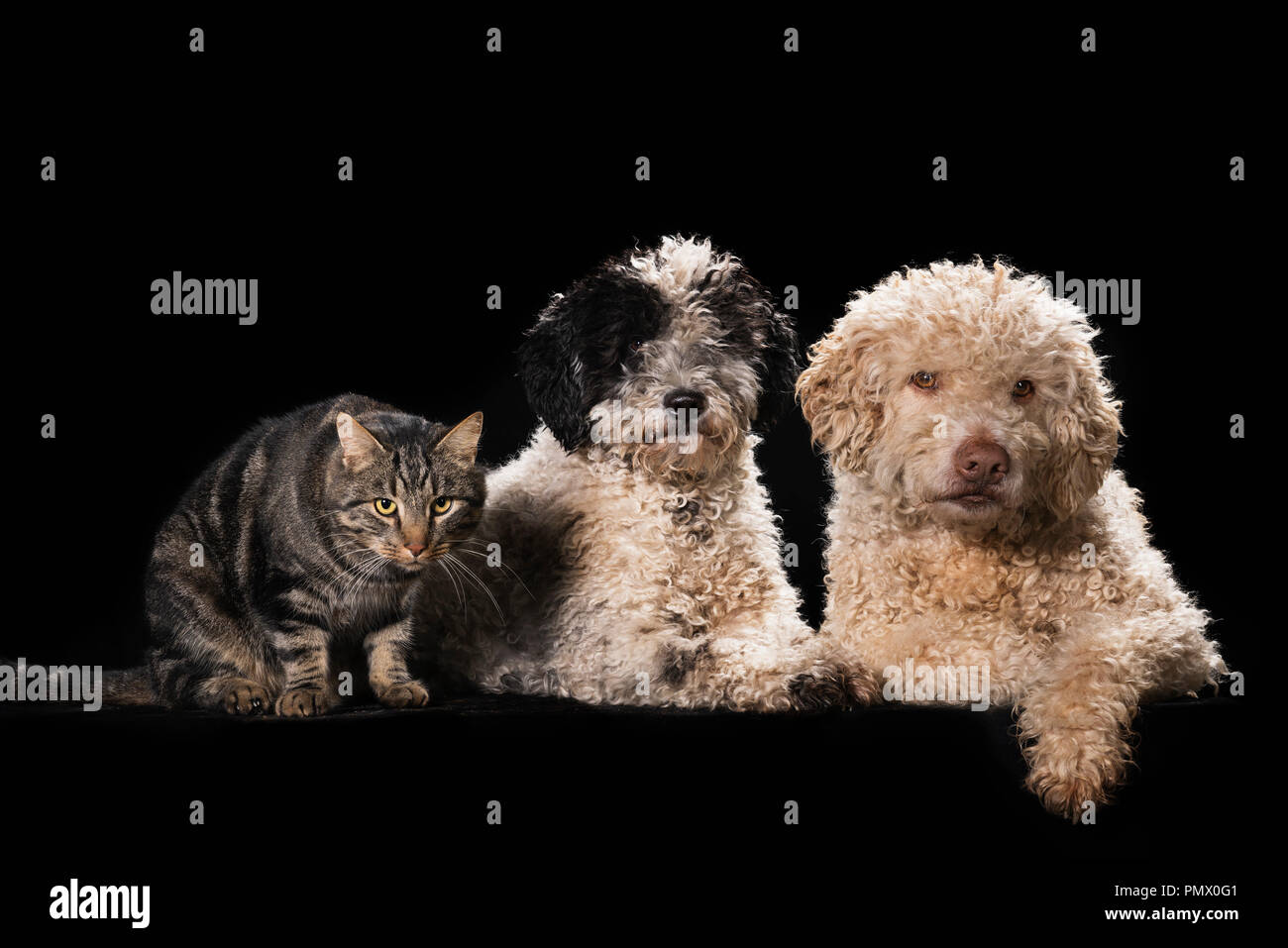 Studio shot cat and dogs on black background Stock Photo - Alamy