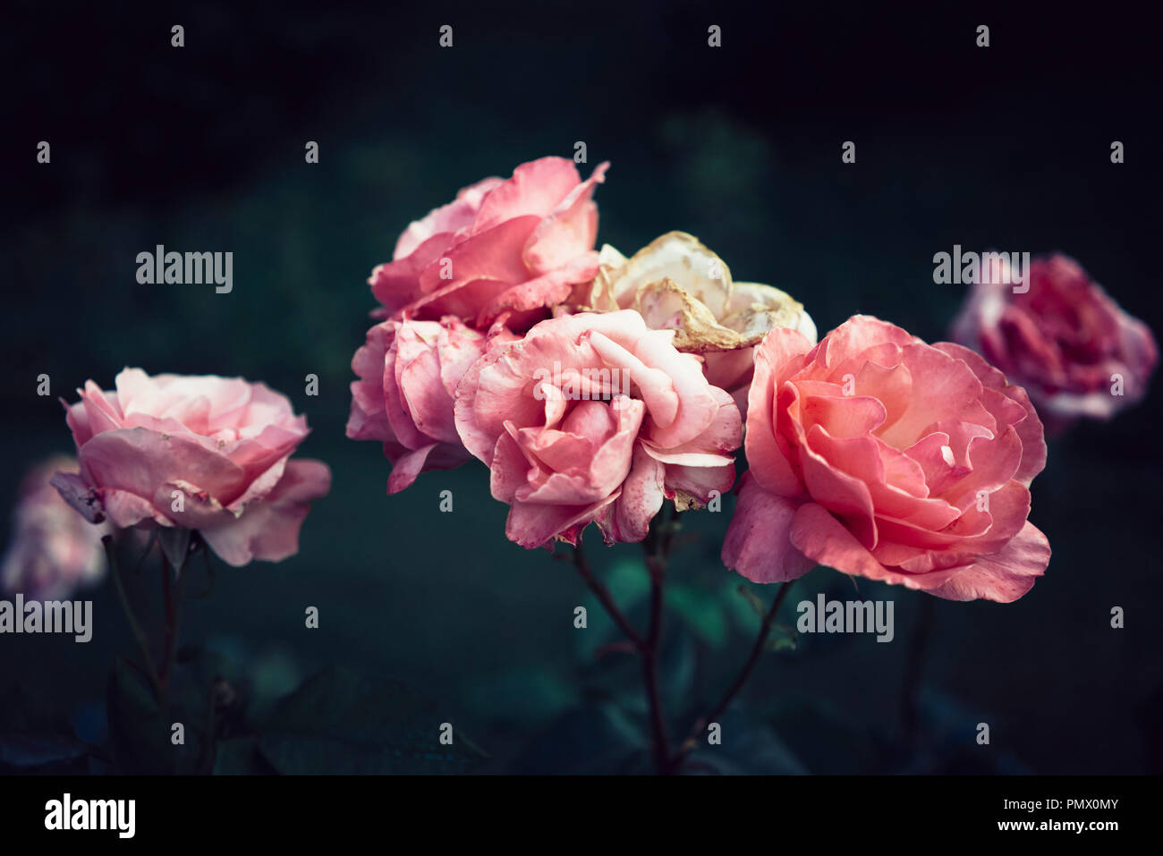 Pink roses in garden Stock Photo - Alamy