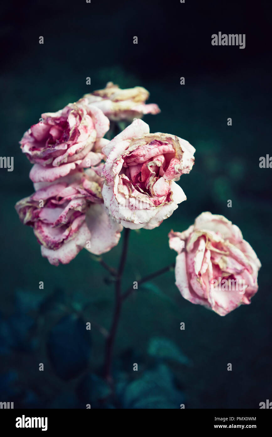 Pink roses decaying in garden Stock Photo - Alamy