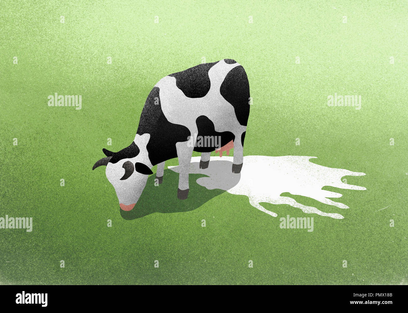 Milk puddle below grazing cow Stock Photo - Alamy