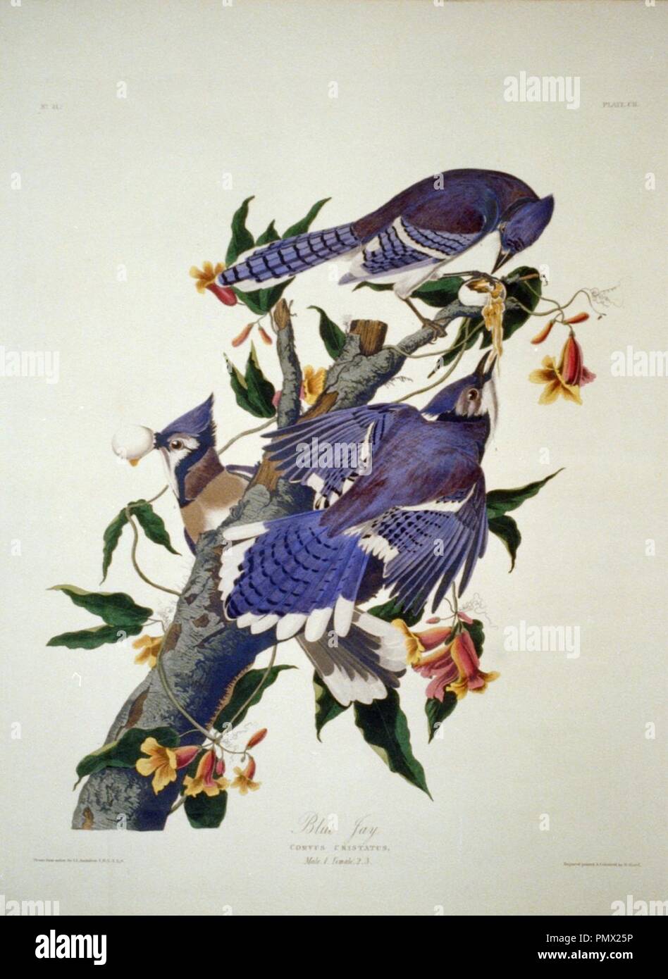 Vintage blue jay hi-res stock photography and images - Alamy