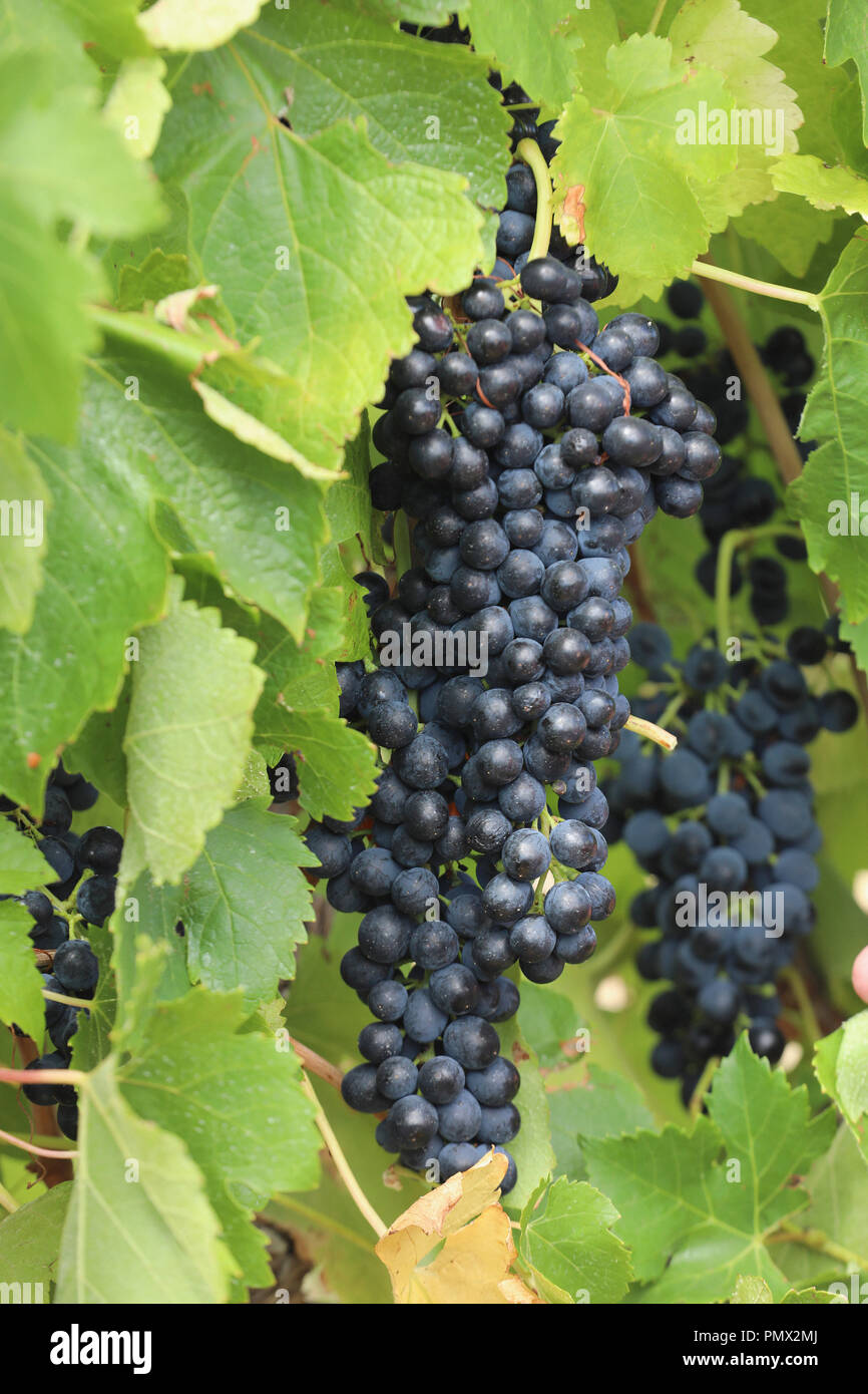 Close up red grape bunch growing on grapevine Stock Photo - Alamy