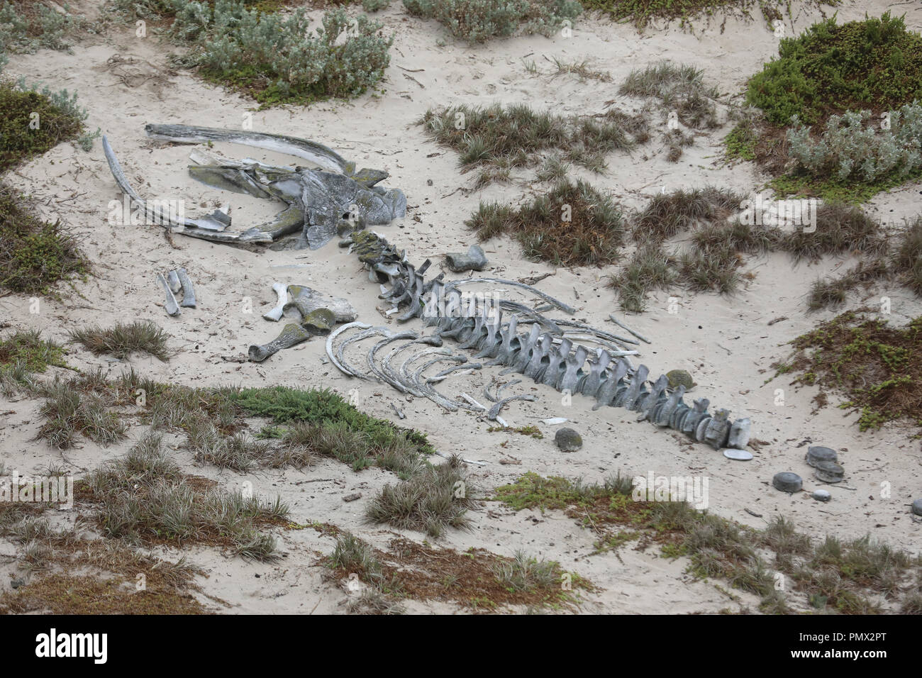Animal skeleton in sand Stock Photo - Alamy