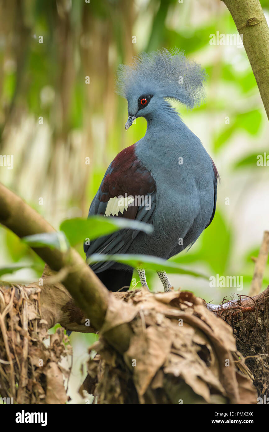Victoria Crowned-pigeon - Goura victoria, beautiful crowned pidgeon ...