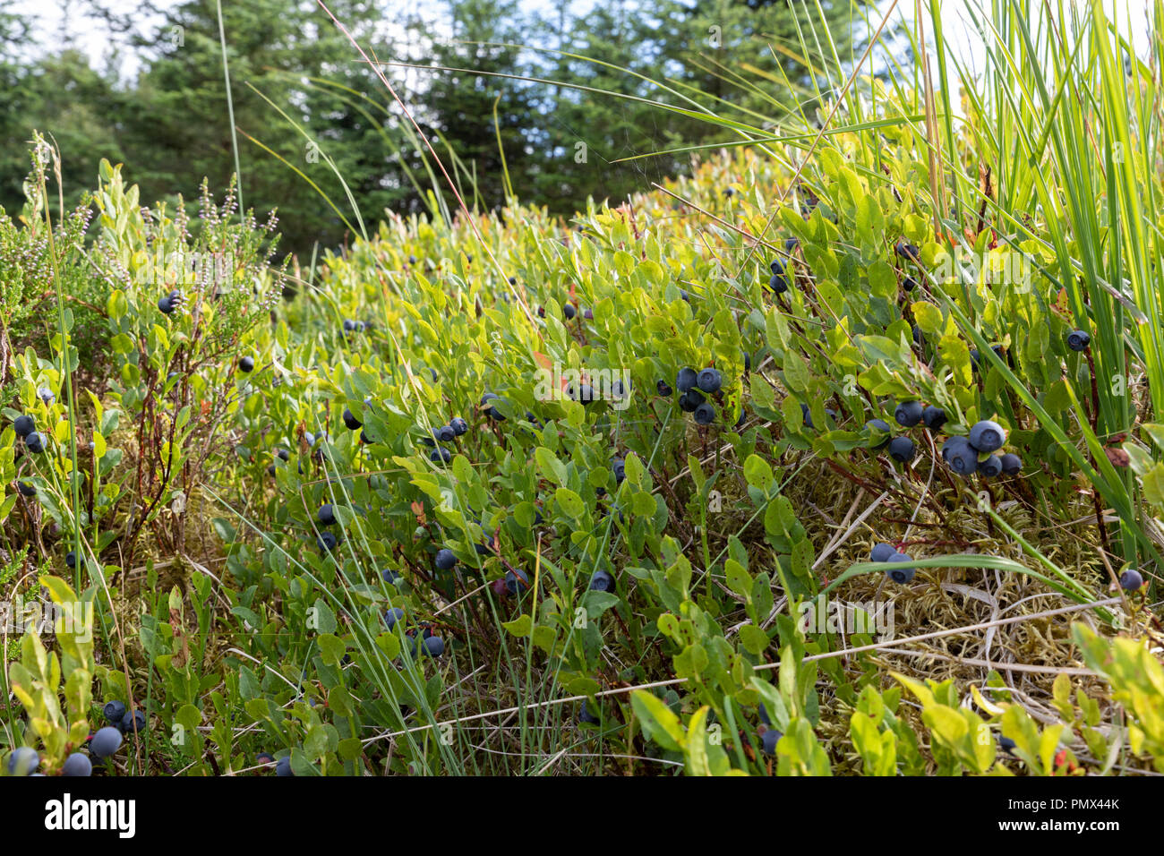 Blueberrys in the highlands of scotland Stock Photo - Alamy