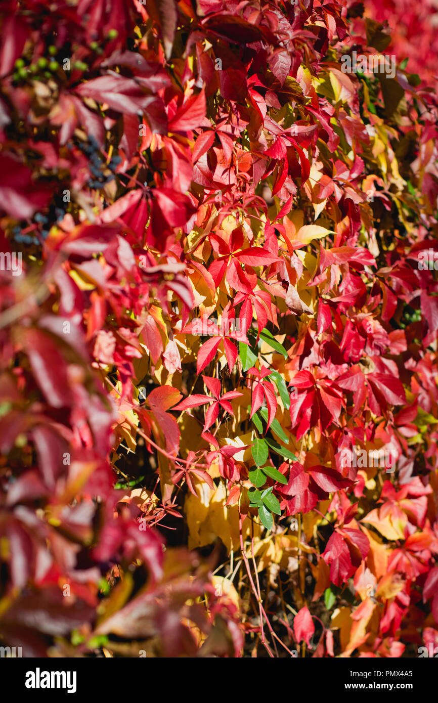 Creeper plant hi-res stock photography and images - Alamy