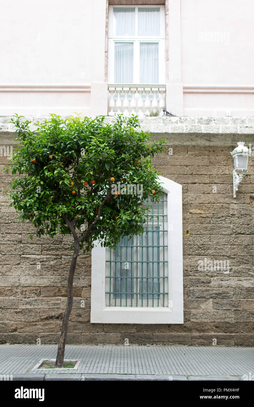 An orange tree with oranges, planted in a city street Stock Photo - Alamy