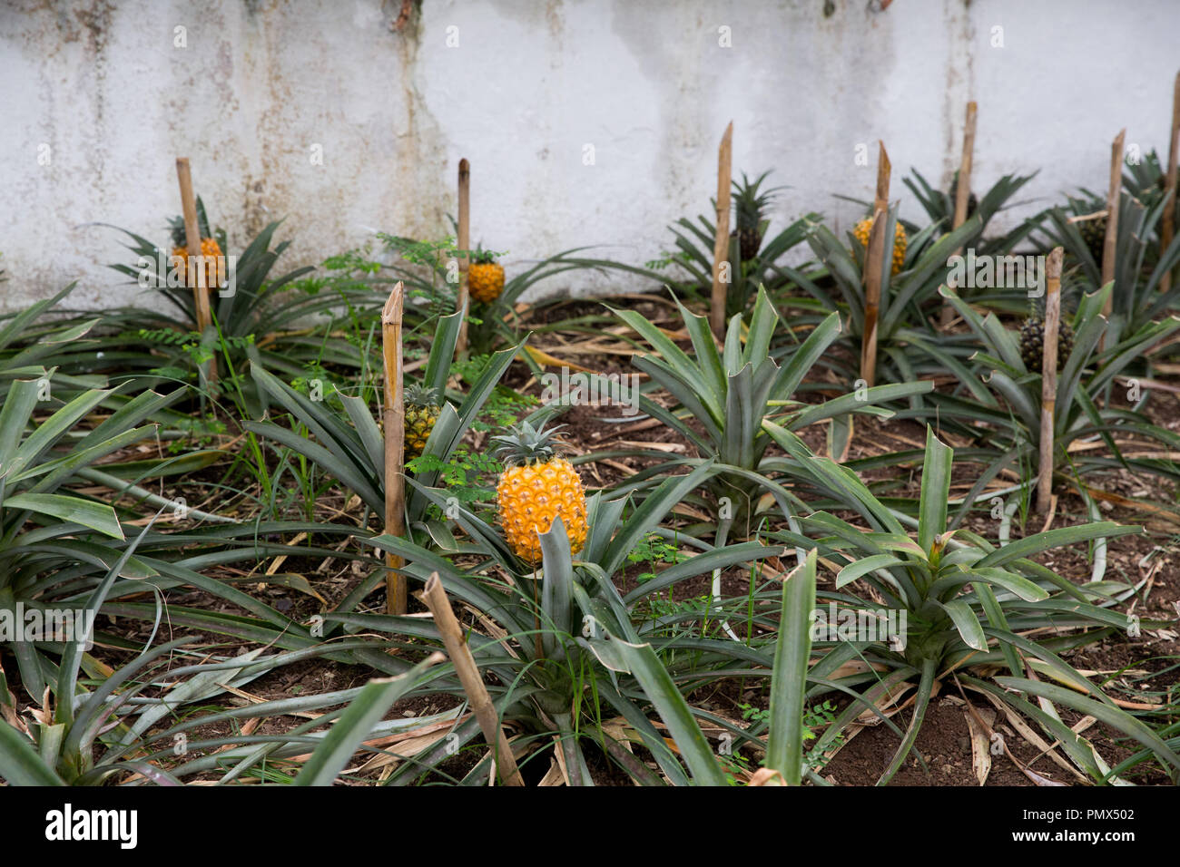 Azores pineapple plantation hi-res stock photography and images - Alamy