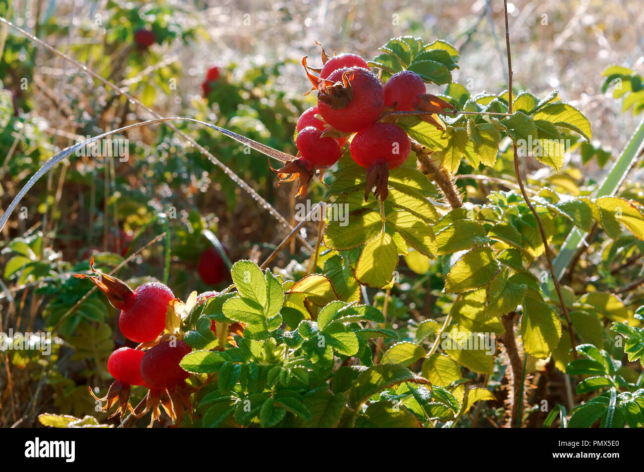 rosehips medicinal, ripe red rose hips Stock Photo - Alamy