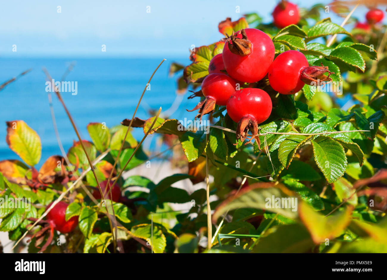 rosehips medicinal, ripe red rose hips Stock Photo - Alamy