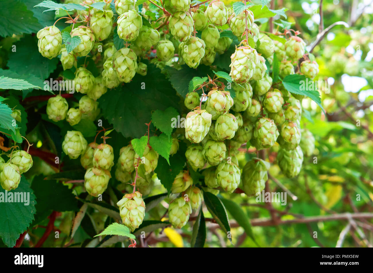 plant the hops are ripe, the fruit of a shrub hops Stock Photo - Alamy