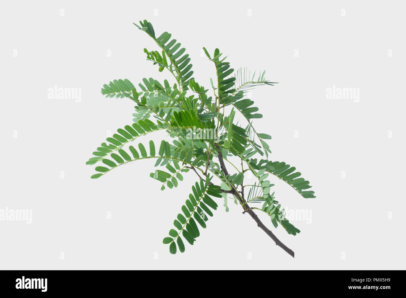 Tamarind leaves isolated on gray background with clipping path Stock ...