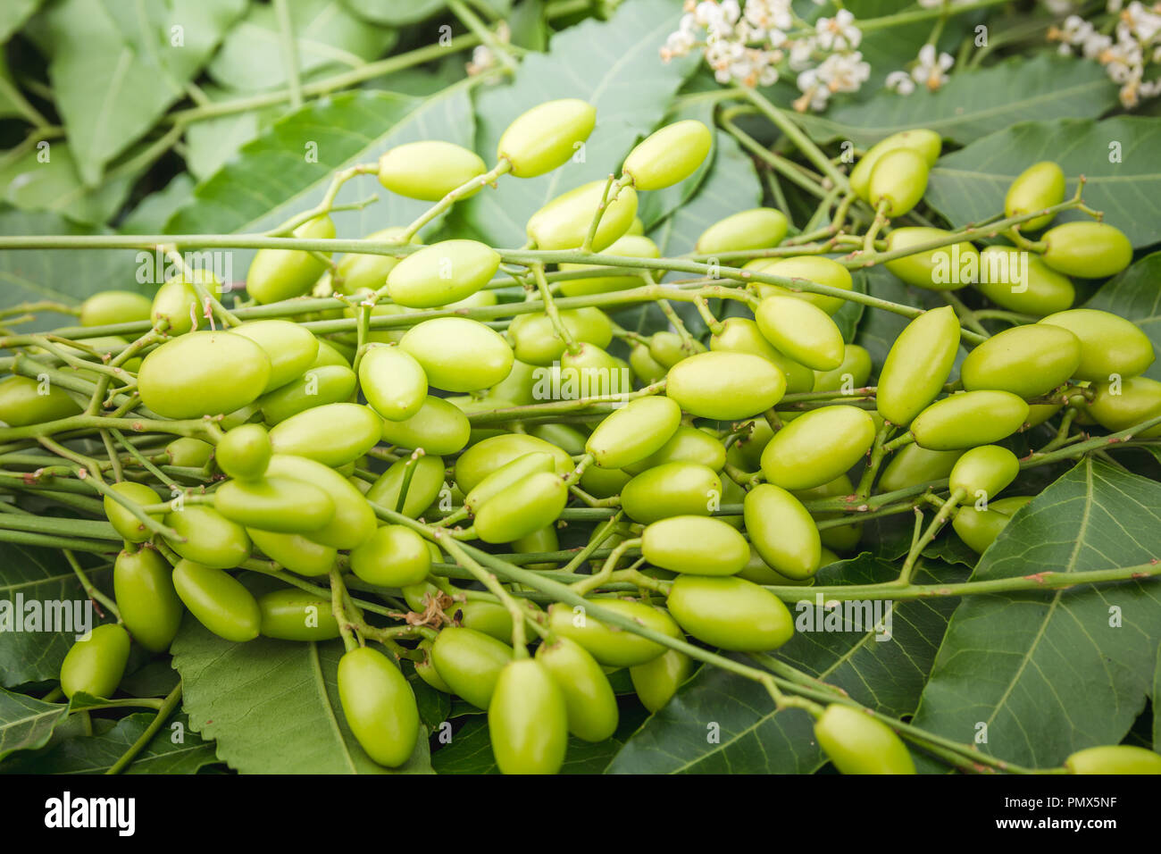 Neem tree fruits hi-res stock photography and images - Alamy