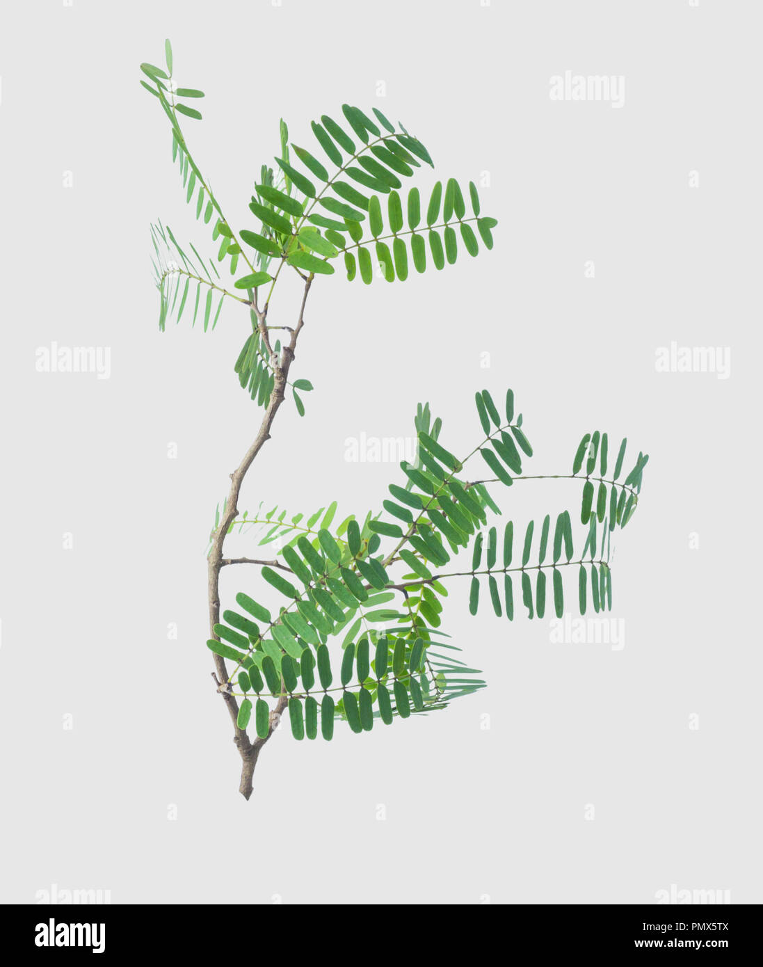 Tamarind leaves isolated on gray background with clipping path Stock ...