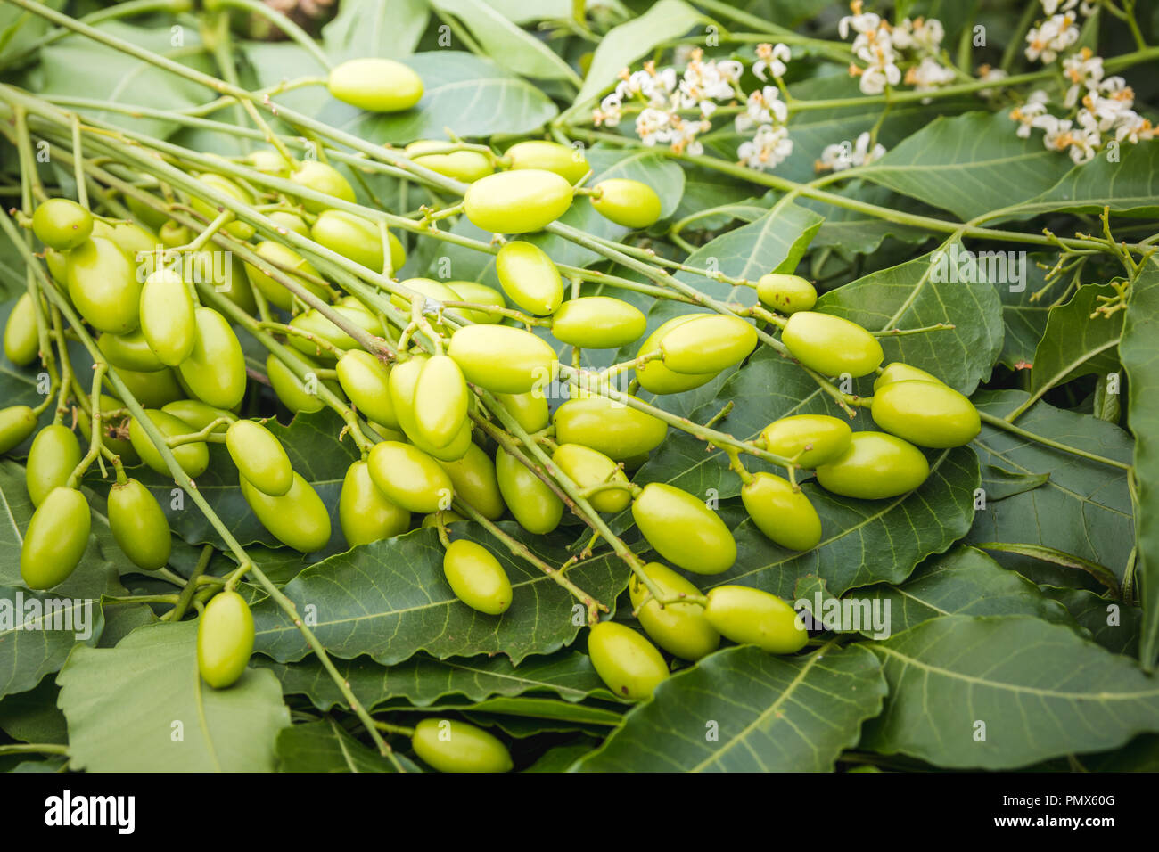 Neem tree fruits hi-res stock photography and images - Alamy