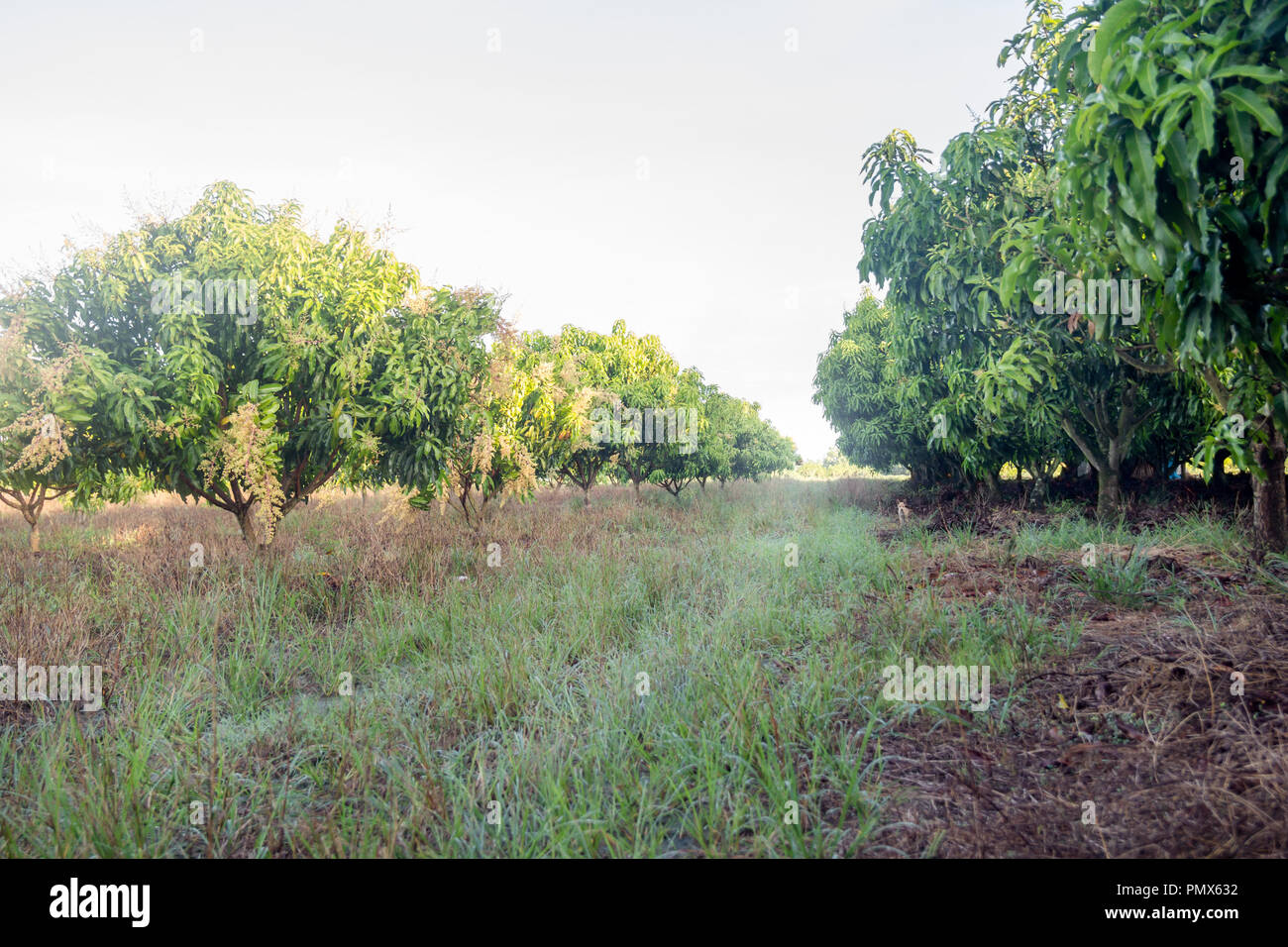 mango field of a flowering in tropical country. agricultural concept ...