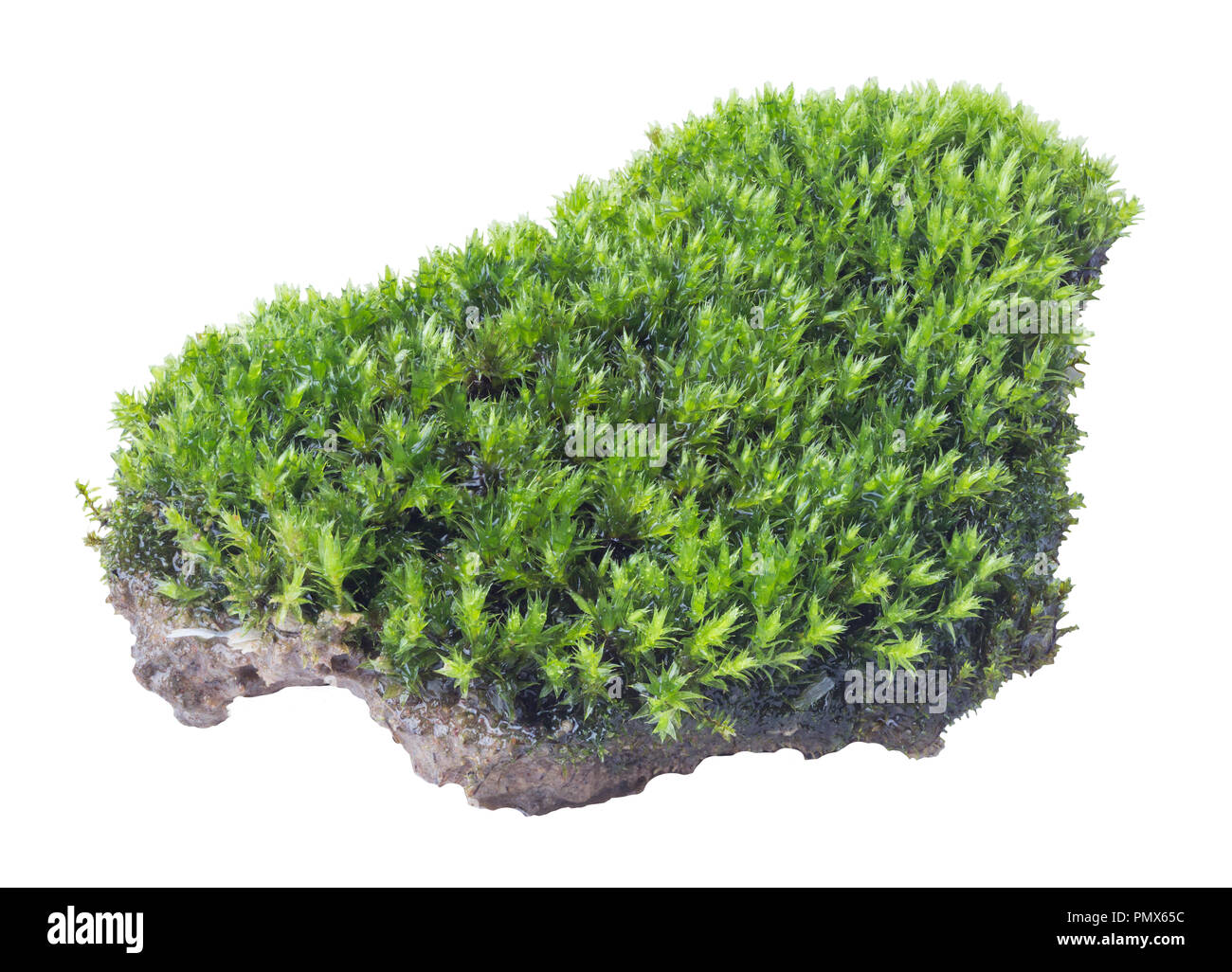 Soft moss background texture Cut Out Stock Images & Pictures - Alamy