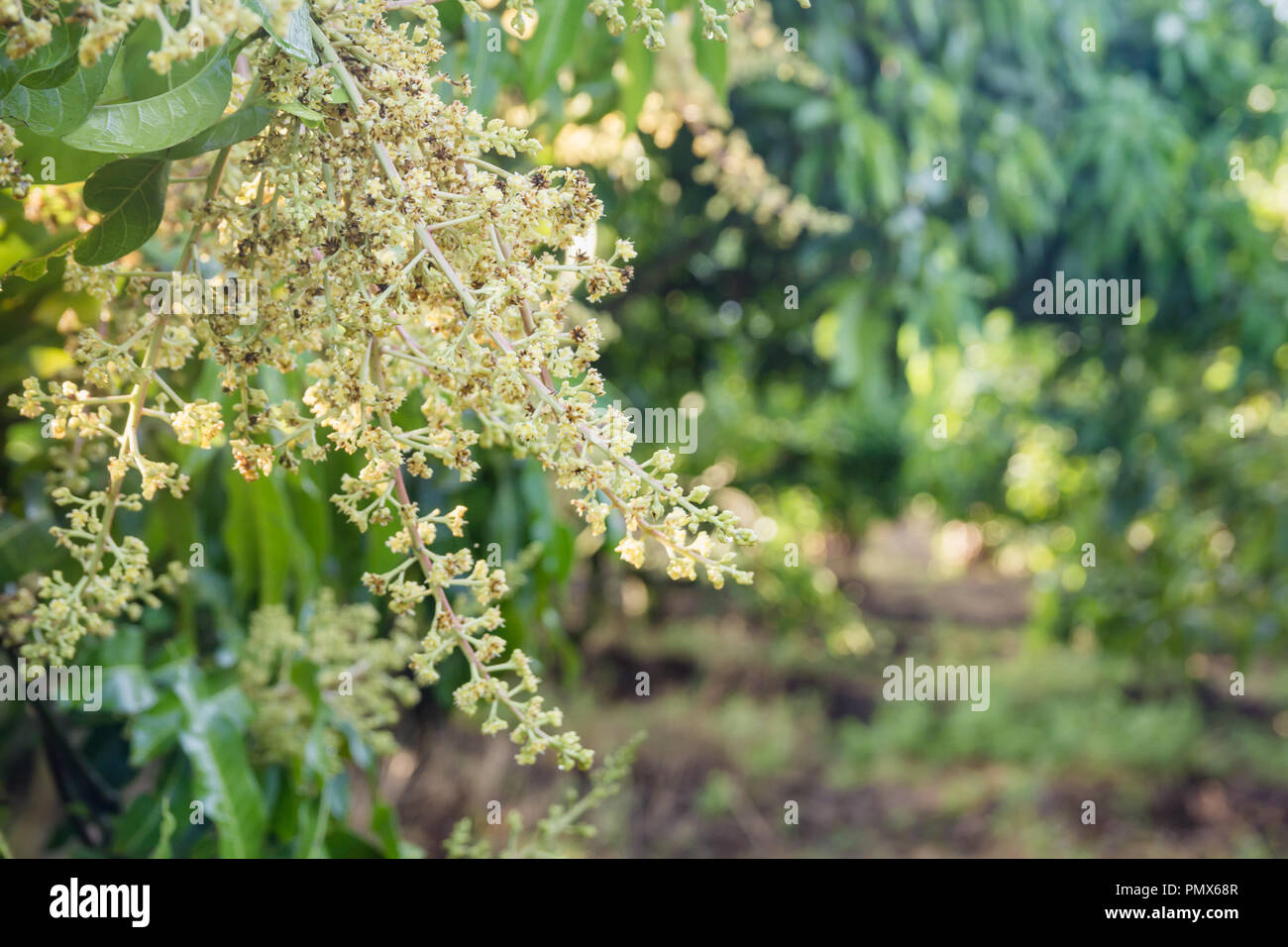 Grove of mango trees hi-res stock photography and images - Alamy
