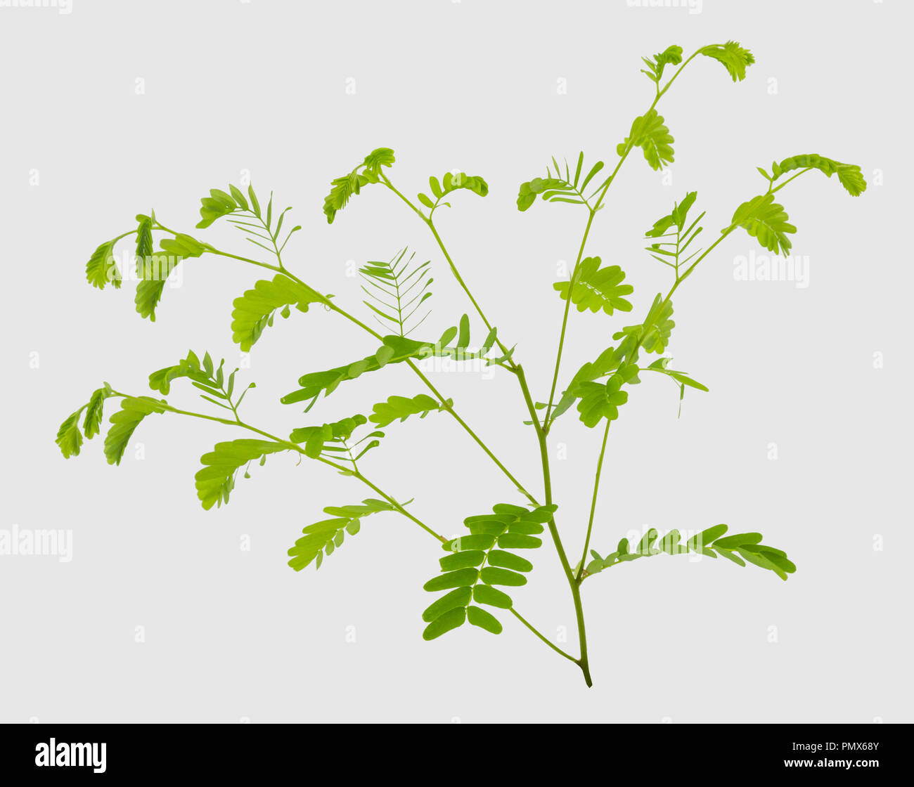 Tamarind leaves isolated on gray background with clipping path Stock ...