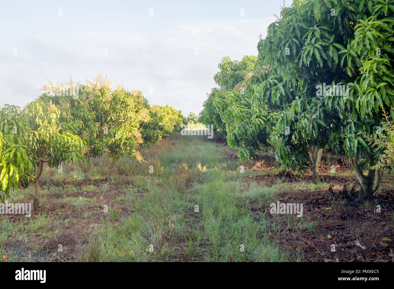 mango field of a flowering in tropical country. agricultural concept ...