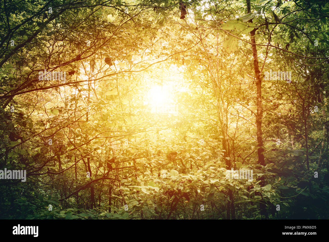 trees green with sunlight at sunset and forest background Stock Photo ...