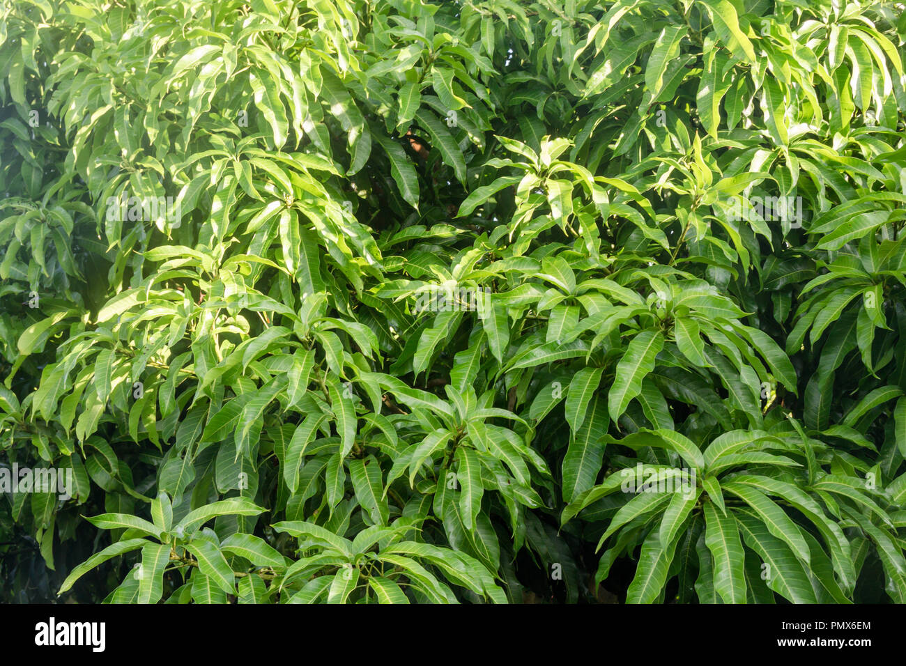 mango field of a flowering in tropical country. agricultural concept ...