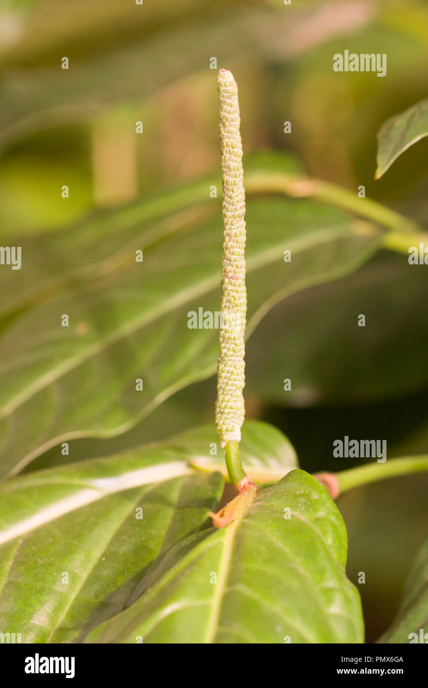 close up on young long pepper ( piper longum ) also called Indian long ...