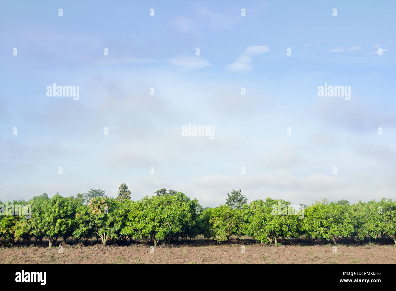 mango field of a flowering in tropical country. agricultural concept ...