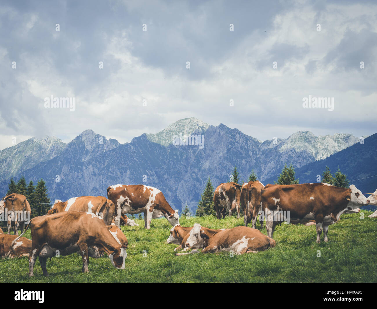 Alpen cow hi-res stock photography and images - Alamy