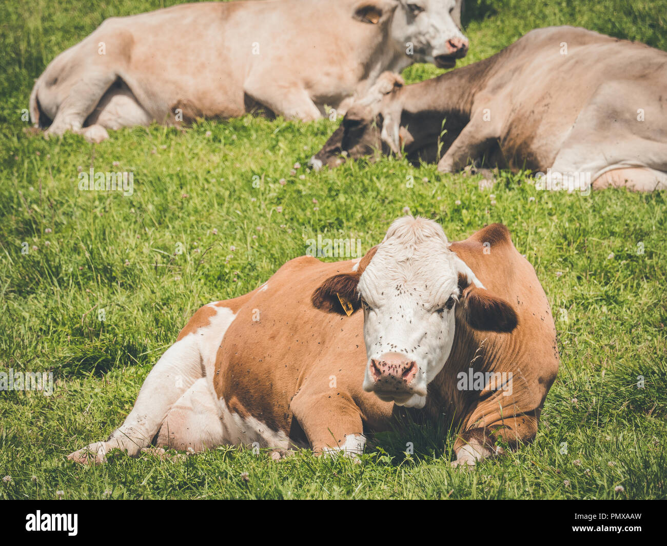 Alpen Cow High Resolution Stock Photography and Images - Alamy