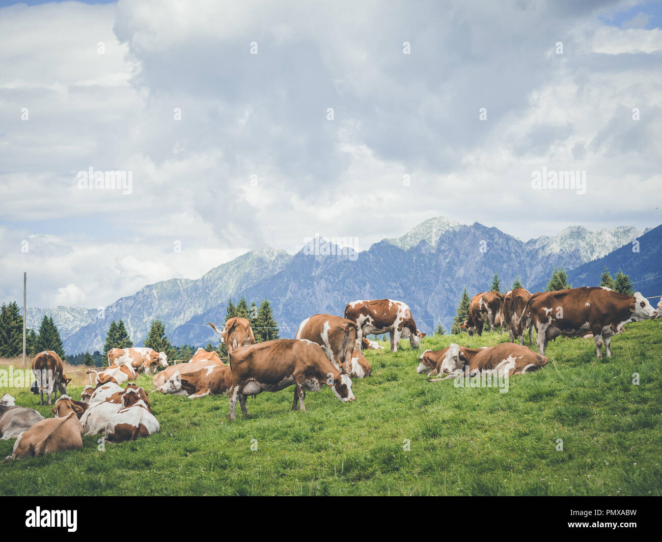 breeding of cows resting on a mountain meadow Stock Photo - Alamy