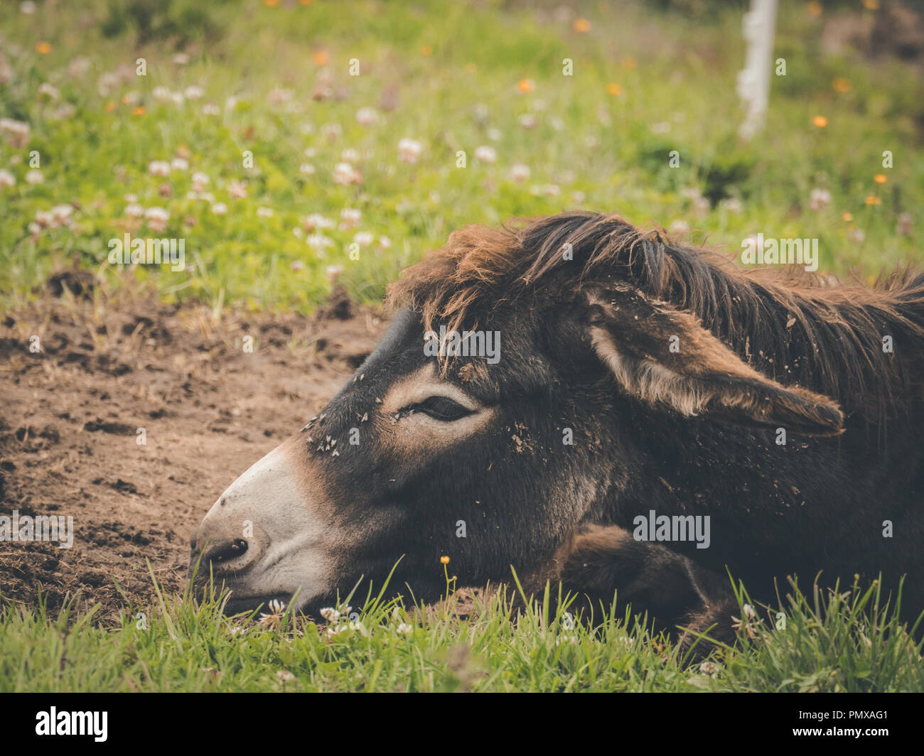 close up of donkey face Stock Photo - Alamy