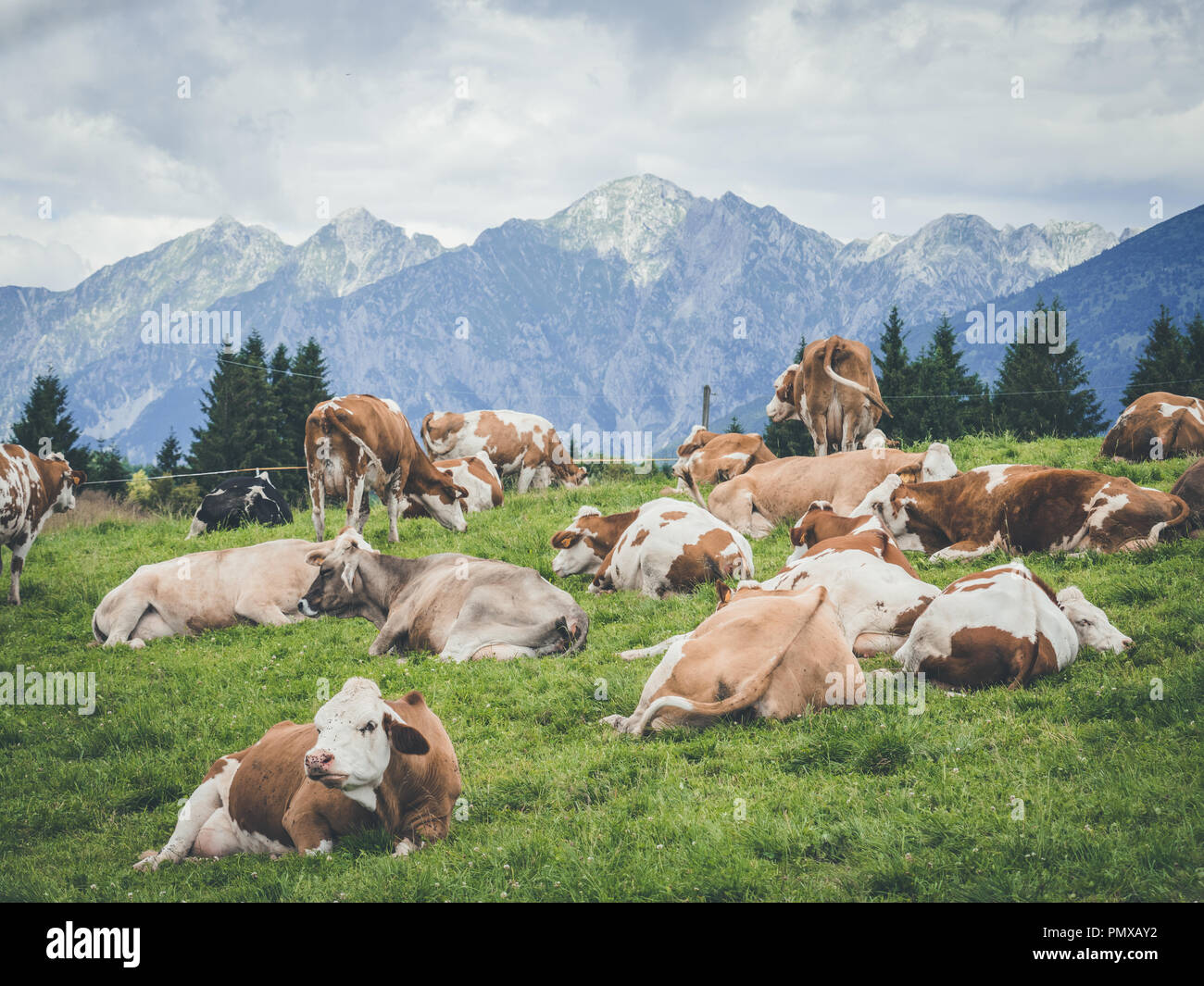 breeding of cows resting on a mountain meadow Stock Photo - Alamy