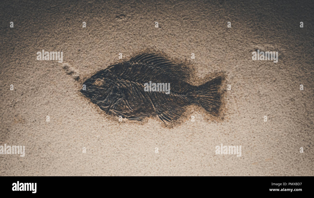 Shell fish plant hi-res stock photography and images - Alamy