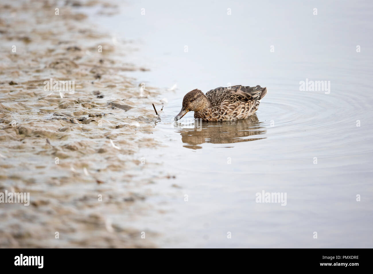 Eurasian common teal hi-res stock photography and images - Alamy