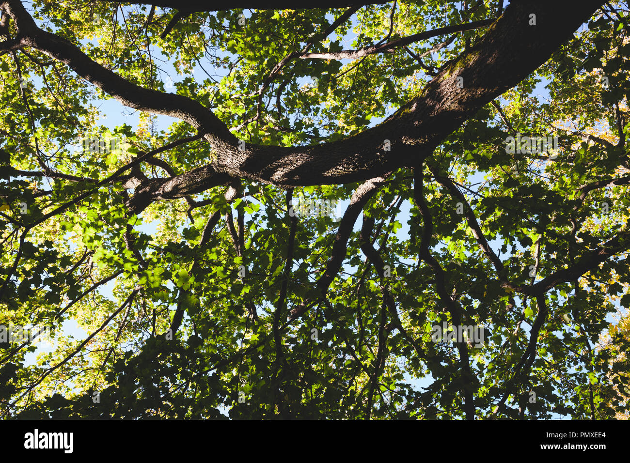 Green foliage tree perspective nature background Stock Photo - Alamy