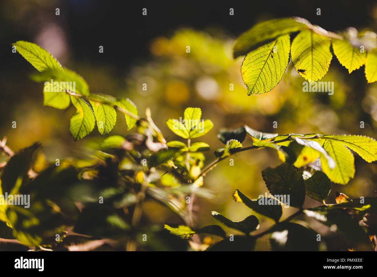 Bush foliage hi-res stock photography and images - Alamy