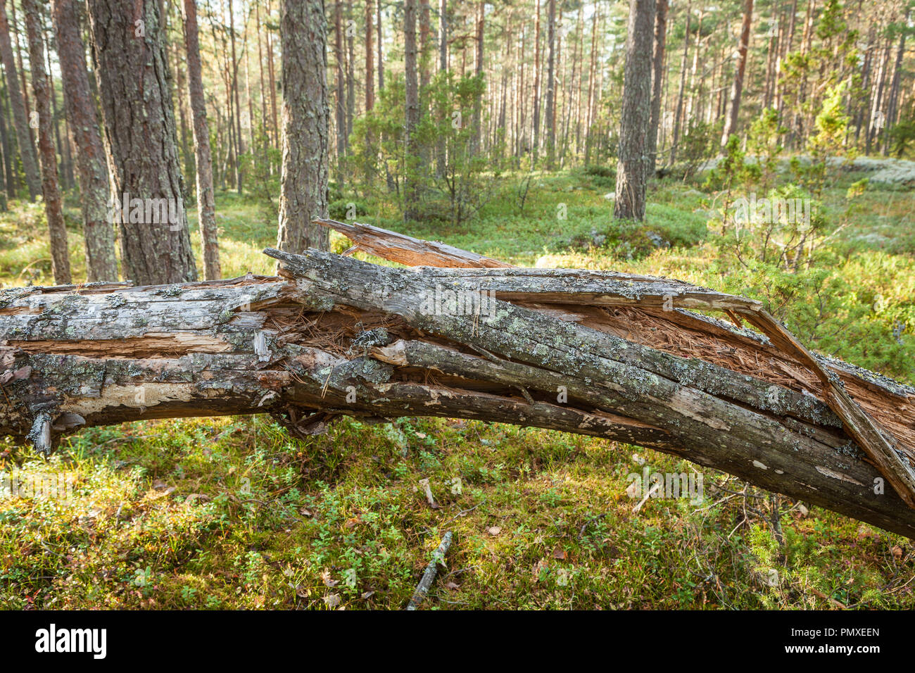 Fallen tree decay in forest Stock Photo - Alamy