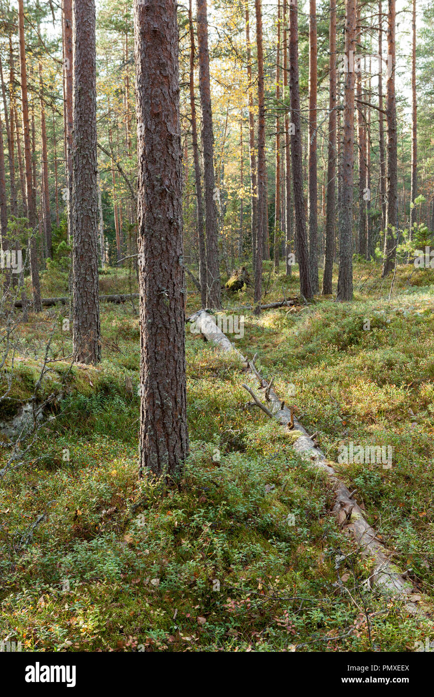 Finland scenery hi-res stock photography and images - Alamy