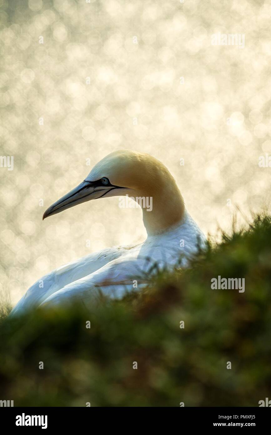 Northern Gannet (Morus bassanus), mating gannets on cliffs, Helgoland ...